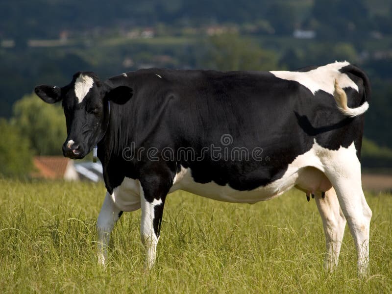 Cow Prancing stock vector. Illustration of field, calf - 2166977