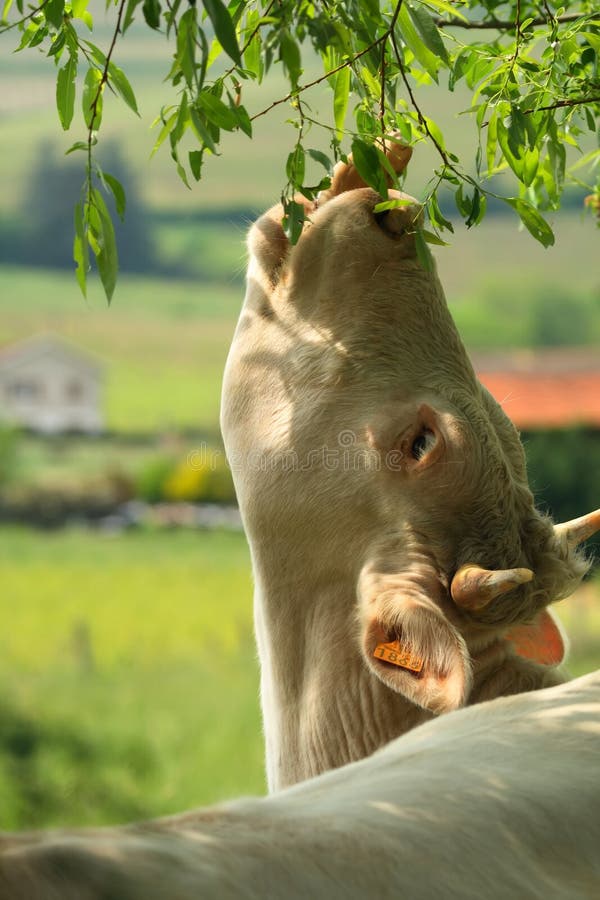 Cow stock image. Image of graze, idyll, field, rural, farmland - 2351655
