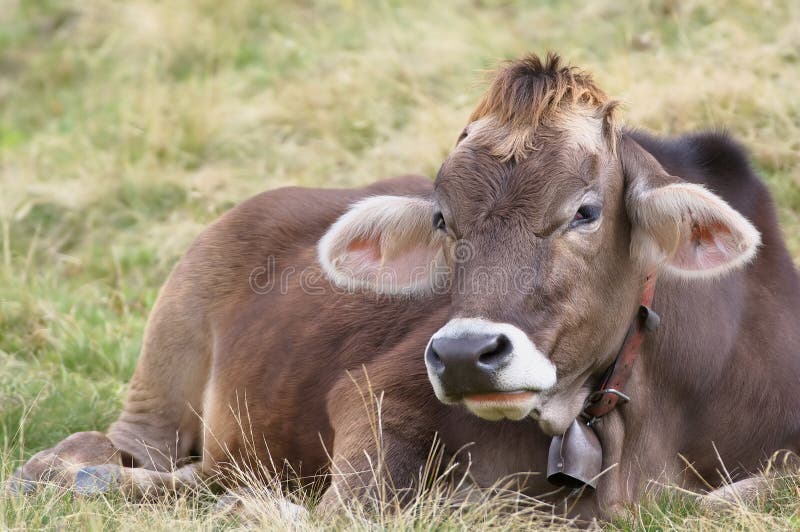 Cow stock image. Image of outdoor, grass, nature, relax - 23625517