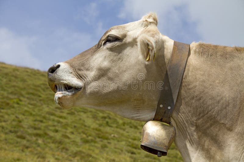 Cow stock image. Image of mammals, animal, wildlife, landscape - 23656237