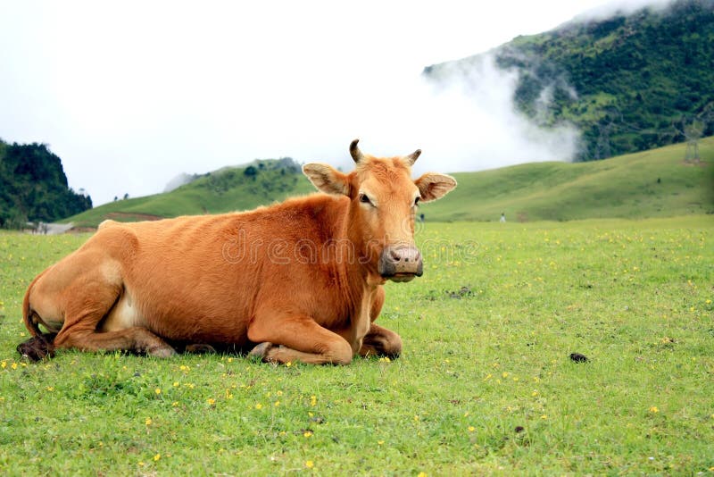Cow stock photo. Image of white, alone, loyalty, simple - 25065512