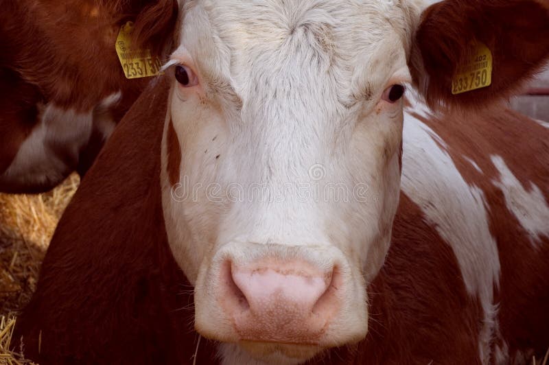 David Malec (David.malec) - Contributor Profile on Dreamstime