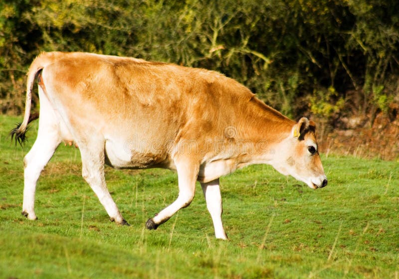 Cow stock image. Image of agriculture, meadow, mammal - 26018705