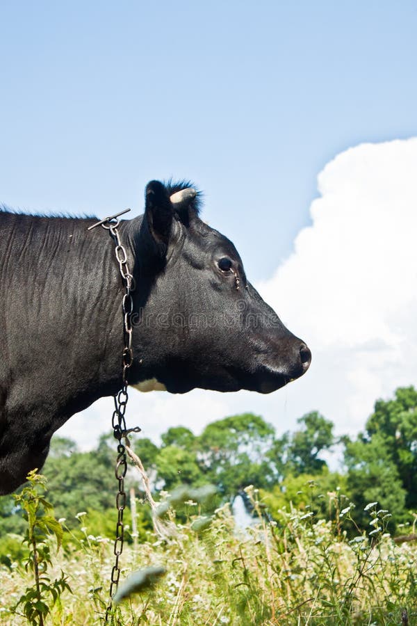 Cow stock photo. Image of horn, female, blue, bull, herd - 26392876