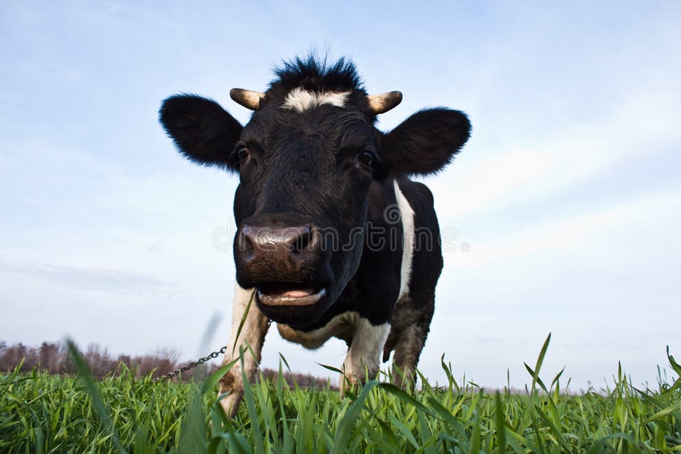 Cow stock photo. Image of milk, brown, canon, field, bull - 27628296