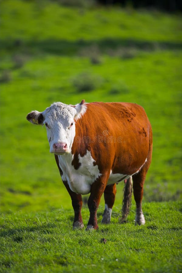 Cow stock photo. Image of livestock, horn, curious, live - 2871064