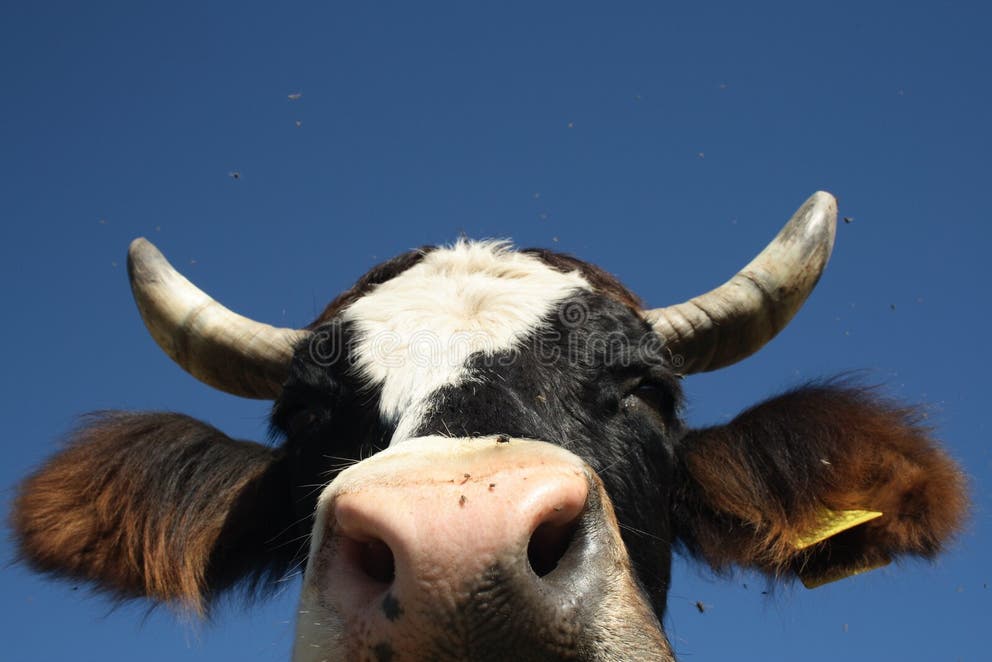 Cow stock image. Image of majestic, farmer, closeup, grass - 3419225