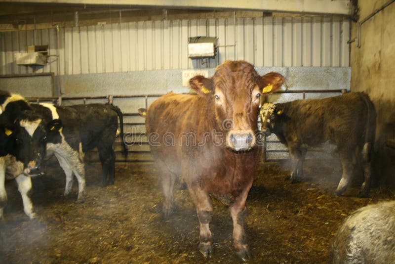 Lowland Cattle Farm, Scotland Stock Photo - Image of agricultural ...