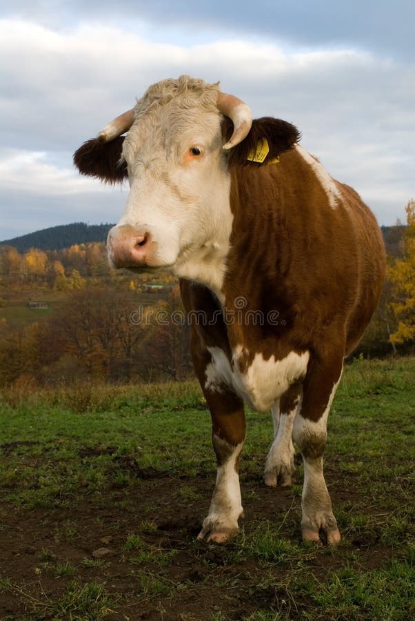 Cow stock image. Image of cattle, head, ground, pasturage - 3921897