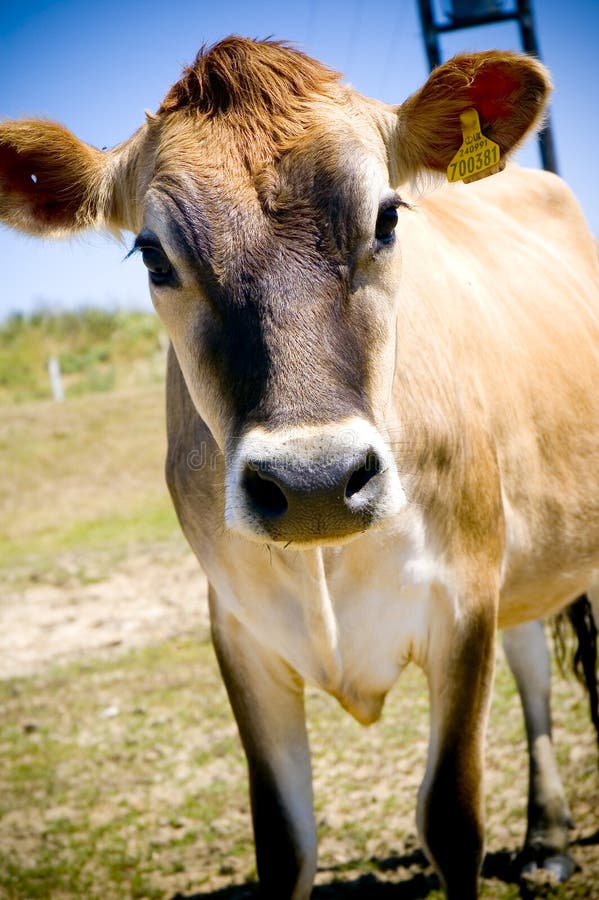 Mooing cow stock photo. Image of agriculture, mammal - 16990612