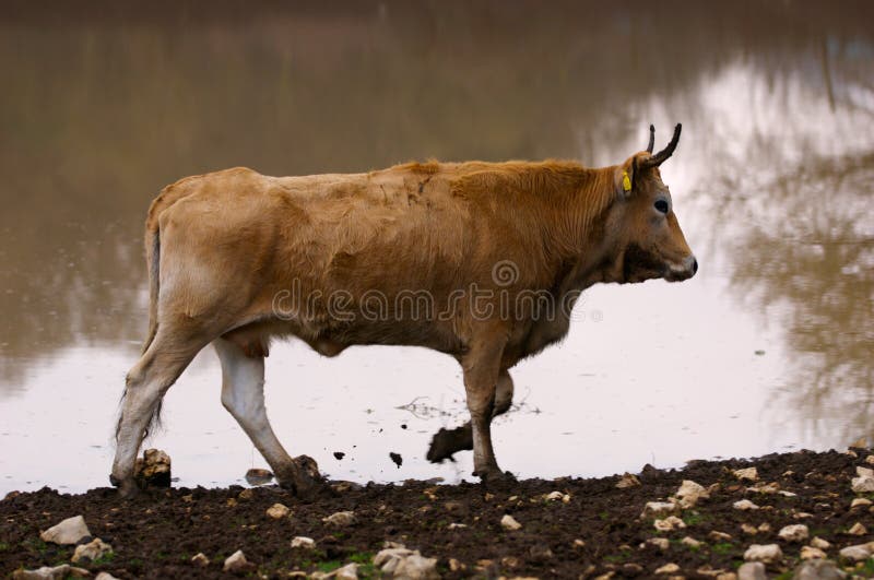 5,002 Lean Cow Stock Photos - Free & Royalty-Free Stock Photos from ...