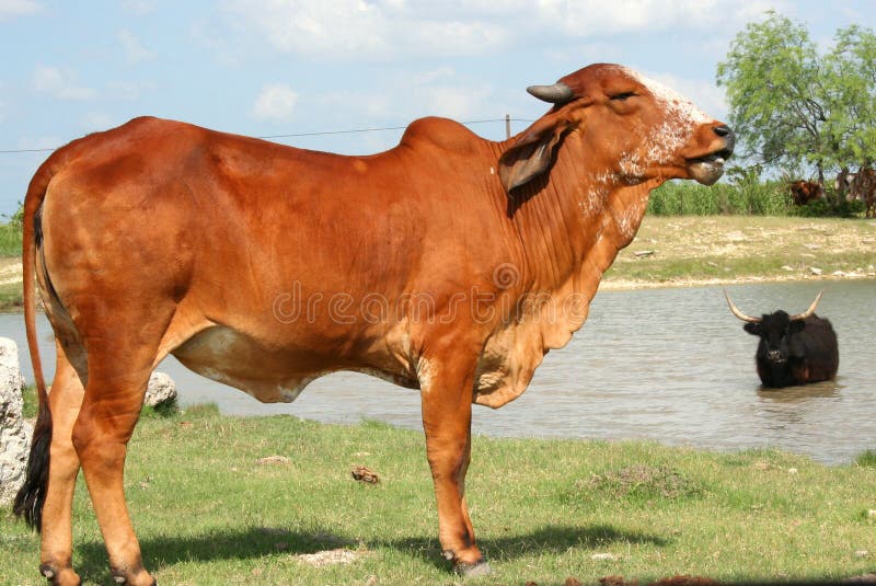 The Golden Cow stock image. Image of ranch, fence, golden - 74154769