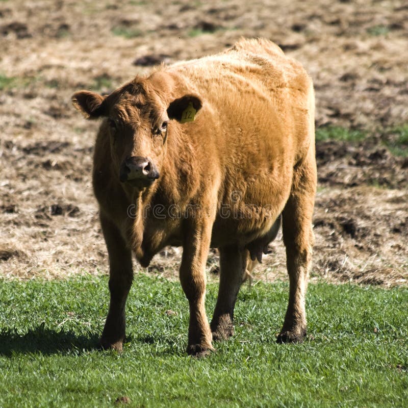 Cow stock photo. Image of outside, animal, cattle, source - 5331892