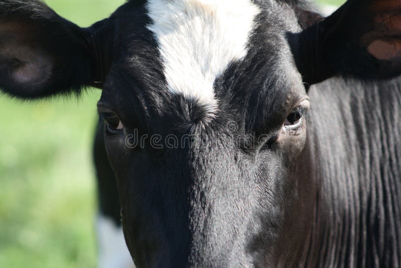 Lowing Cow at a Distance stock photo. Image of pasture - 23941640