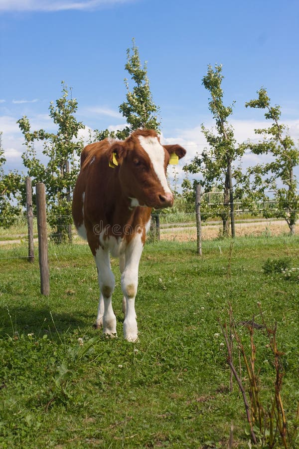 2,807 Cow Angle Stock Photos - Free & Royalty-Free Stock Photos from ...