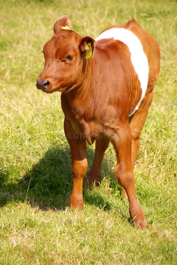 Cow Picture. Image: 5886332