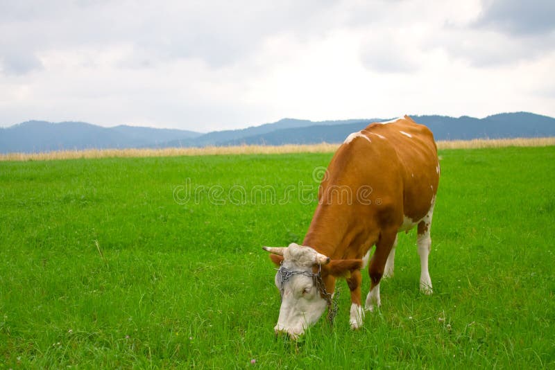 Cow stock photo. Image of colour, spring, look, brown, animals - 59712