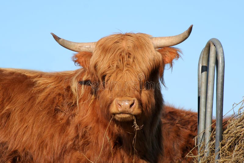 Cow stock photo. Image of bullock, forest, calf, angus - 629038