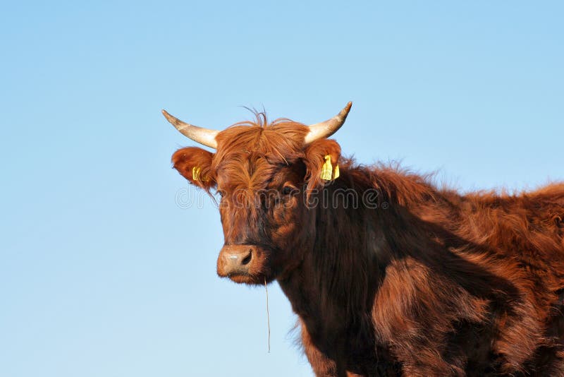 Two doves flying stock photo. Image of feather, symbol - 8877996