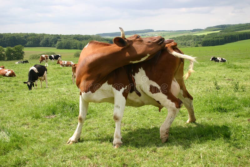 German Milk Cow Stock Images - Download 316 Royalty Free Photos