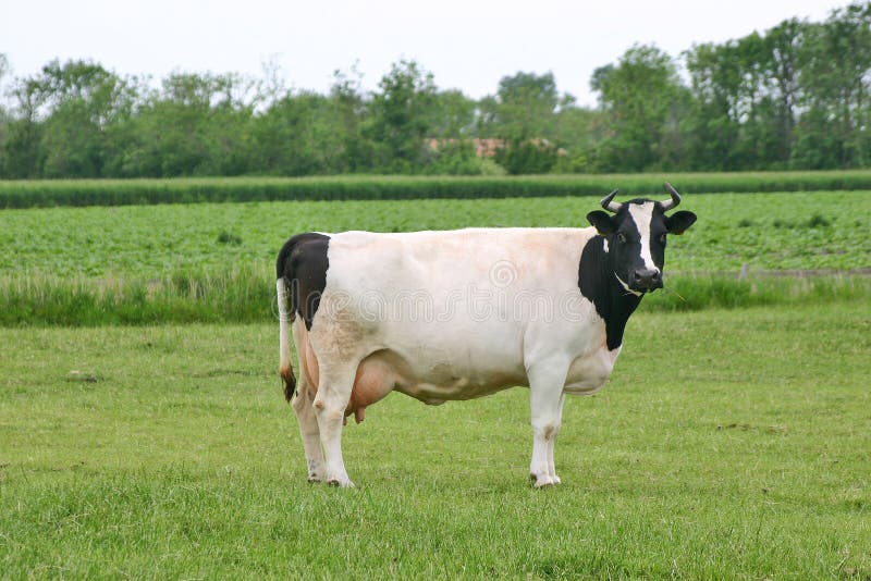 German Milk Cow Stock Images - Download 316 Royalty Free Photos