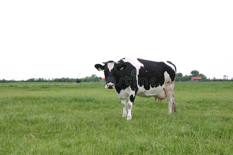 Cow stock image. Image of food, farmland, beeef, flesh - 655613