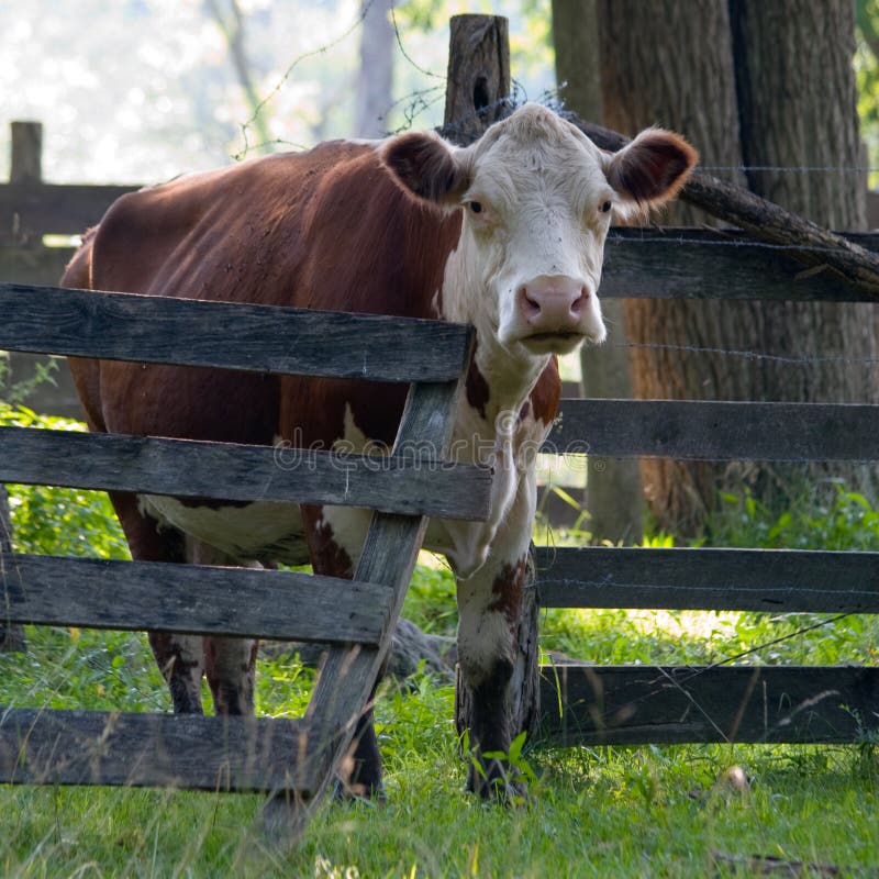Cow stock image. Image of pasture, brown, outdoor, wooden - 6611175