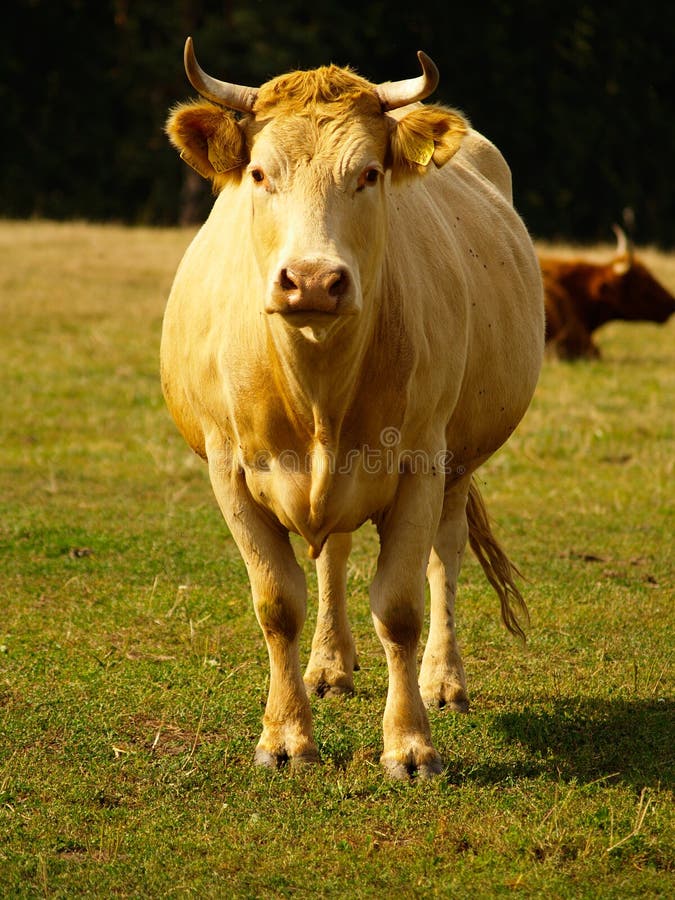 The cow stock photo. Image of oxen, quoins, grassfield - 6647648