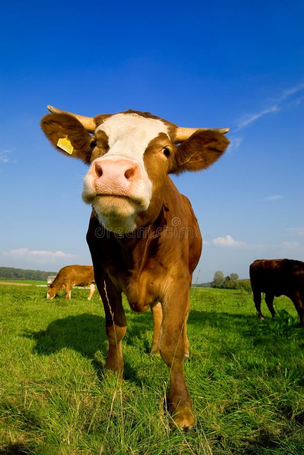 Cow stock photo. Image of agriculture, brown, summer, beautiful - 6730492