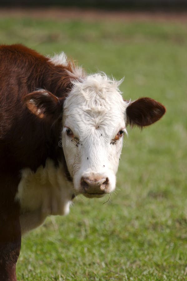 Baby Cow stock image. Image of baby, livestock, animal - 2402183