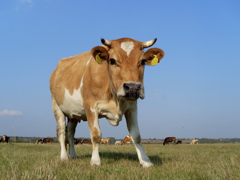 Guernsey Cow stock photo. Image of milk, guernseys, breeds - 6175734