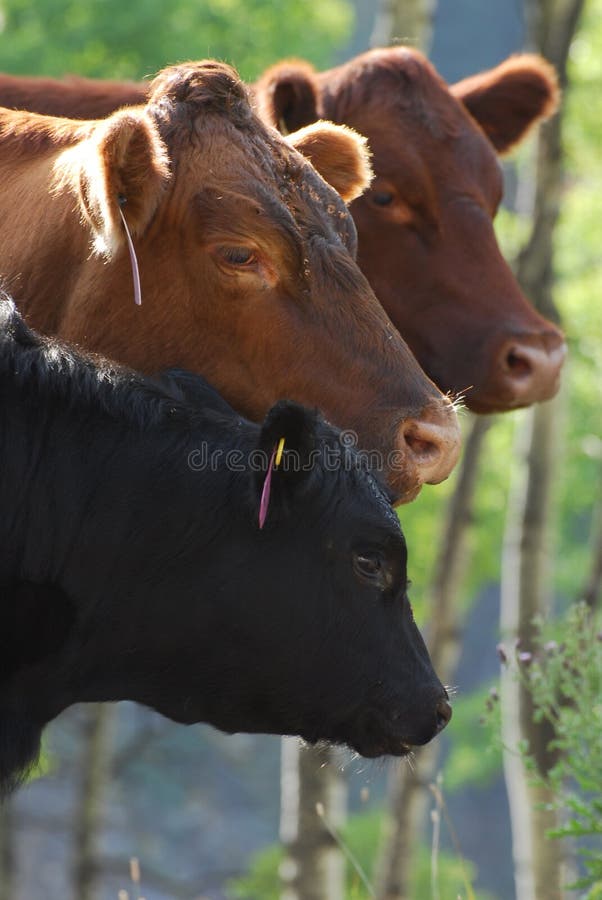 Cow stock image. Image of outdoor, brown, alberta, pose - 7195887