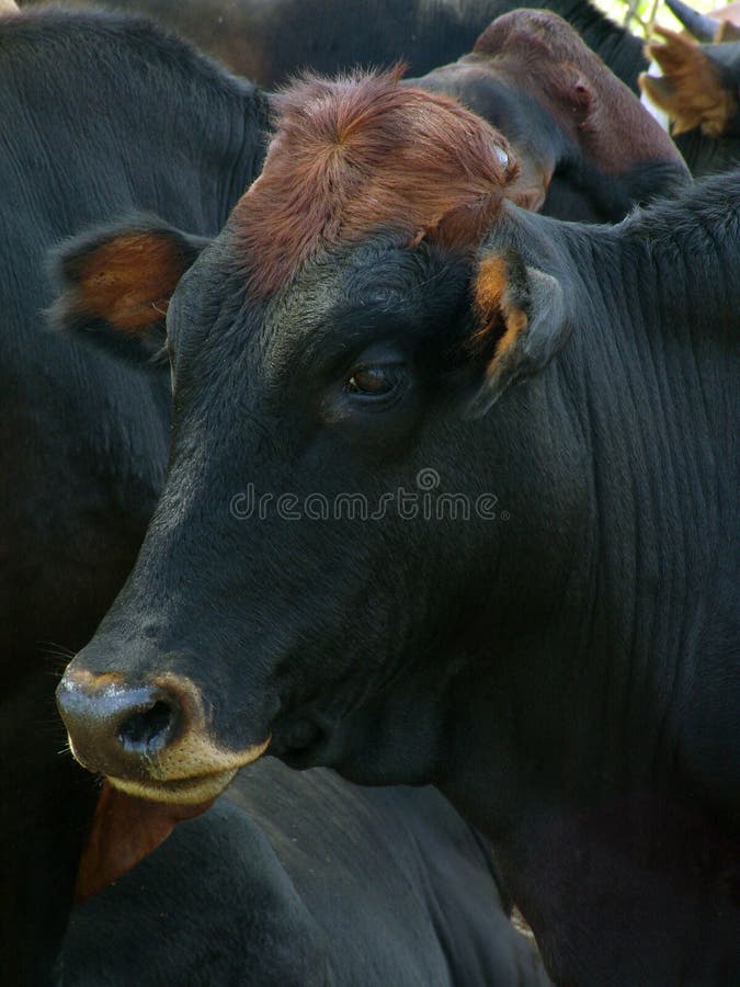 Closeup of two cow s stock photo. Image of animal, beast - 782704