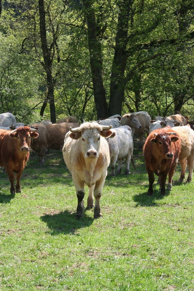 4,205 German Cow Stock Photos - Free & Royalty-Free Stock Photos from ...