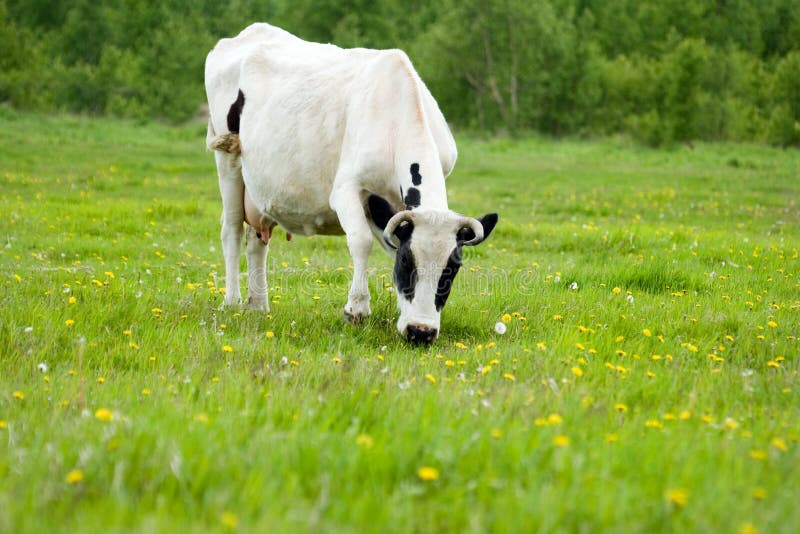 Cow stock photo. Image of food, floral, outdoor, herd - 7663198
