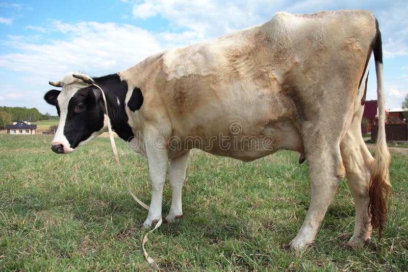 Cow Picture. Image: 629038