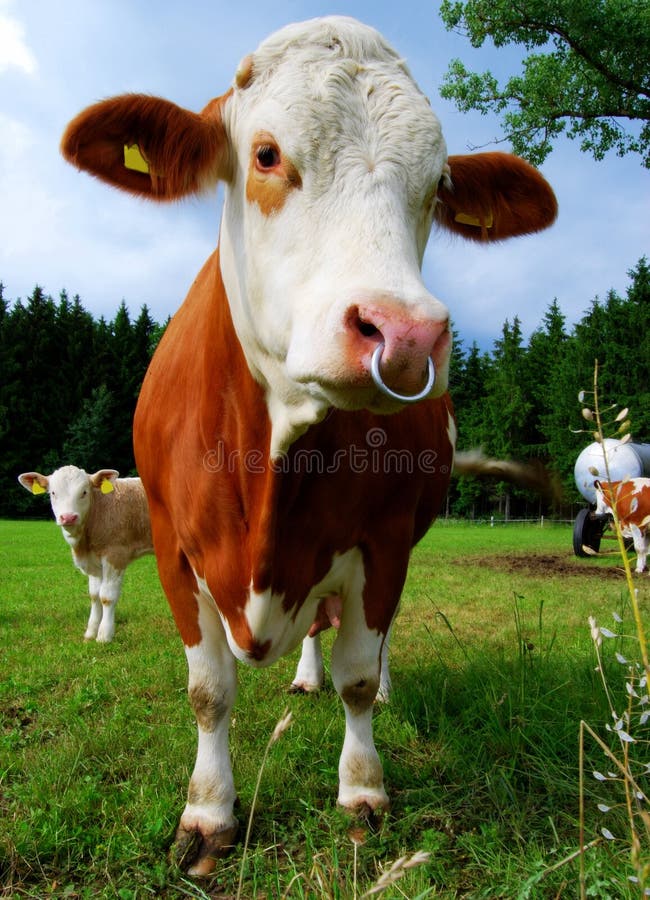 Happy Calf stock image. Image of bern, curious, rancher - 1671813