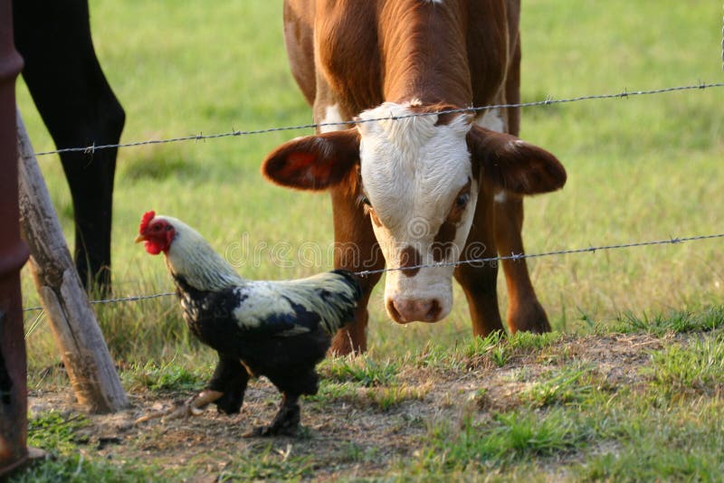 Cow stock photo. Image of bovinae, livestock, nature, looking - 981898
