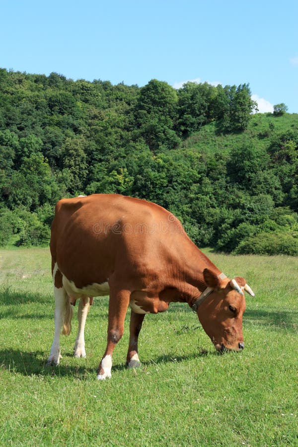 Cow stock photo. Image of ranch, herd, meadow, meat, nature - 5582634