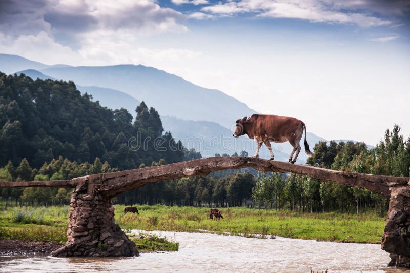 A cow acrossing bridge stock image. Image of great, courageous - 43132215