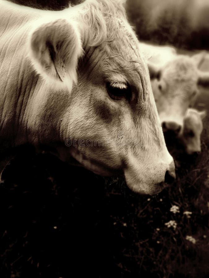 Sad Cow Stock Photos - Download 530 Royalty Free Photos