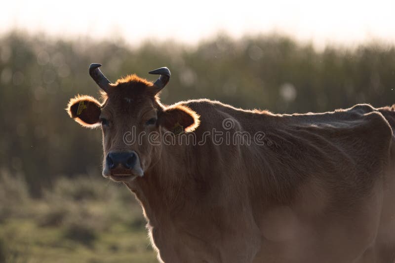 Cow at Akrotiri Marsh. Limassol District, Cyprus Stock Photo - Image of ...