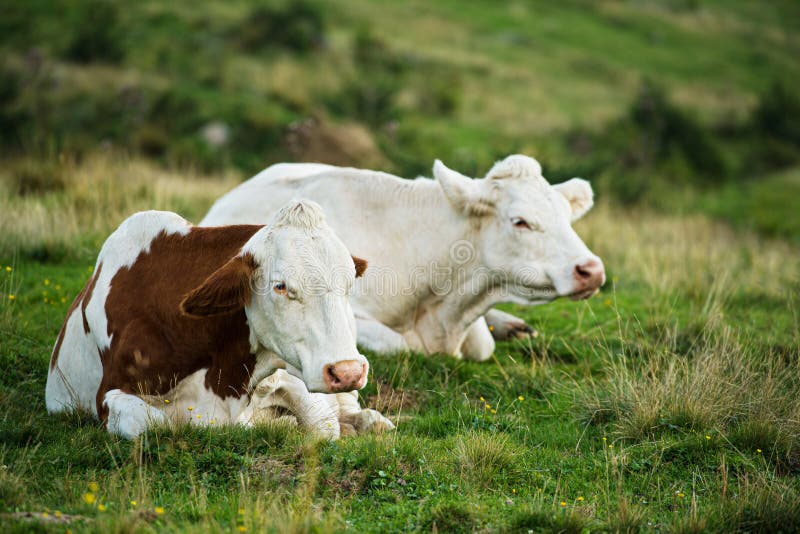 Cows on a Alm Looking To the Side Stock Image - Image of grass, lying ...