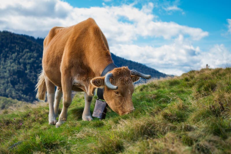 Cow alone in the field stock image. Image of meat, mountain - 148634455