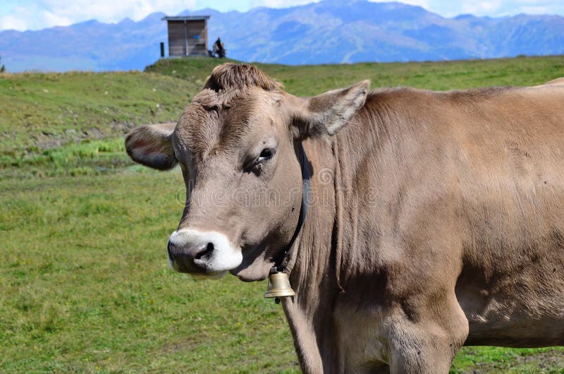 Cow in Alpes stock photo. Image of animals, european - 51980592