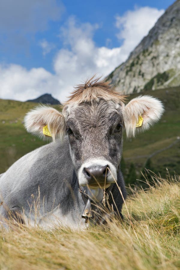 Cow in Alpes editorial photo. Image of ungulate, grass - 87817186