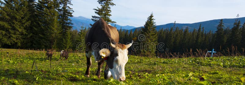 Cow in Alpine Meadows, Cow Eating Grass Stock Photo - Image of ...
