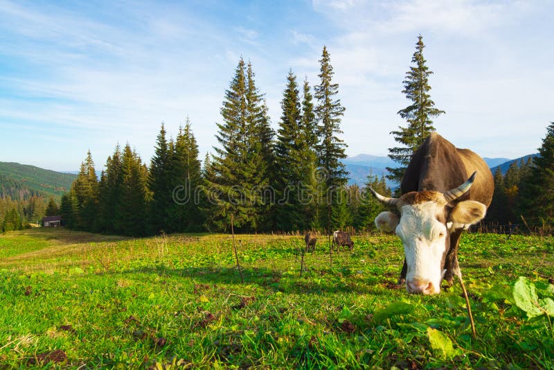 Cow in Alpine Meadows, Cow Eating Grass Stock Image - Image of bull ...