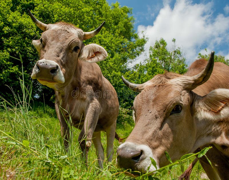 Cow stock photo. Image of mammal, wildlife, pasture - 104883264