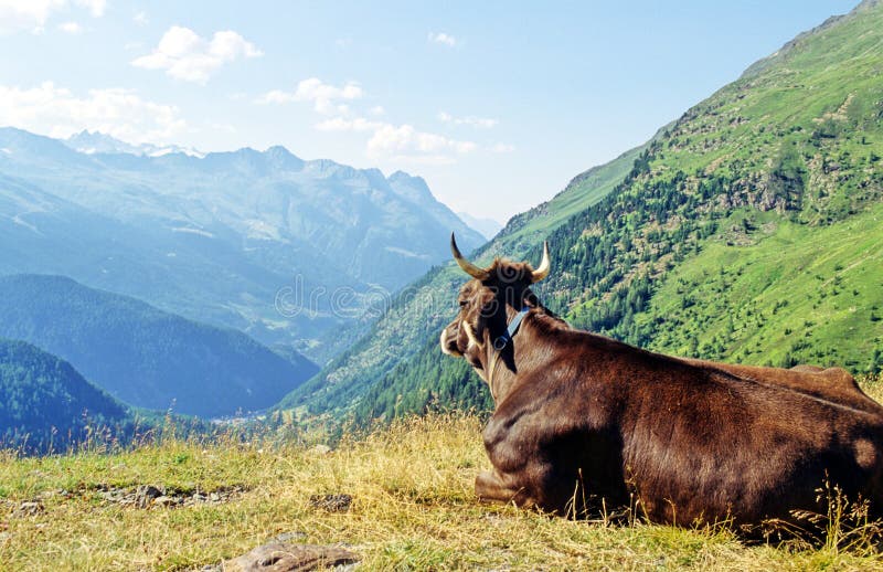 Cow in alps stock image. Image of green, perspective, blue - 1113979